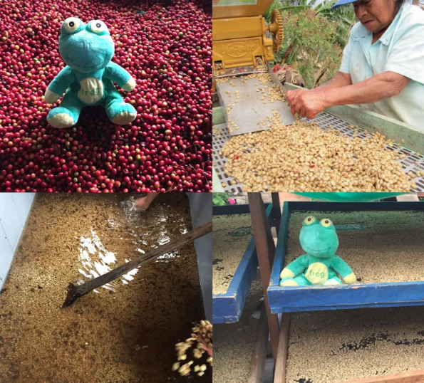 Expert: Coffee Processing Methods Explained - Coffee Magazine